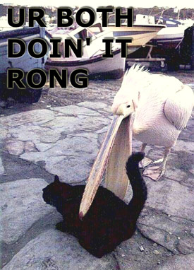 I present to you a picture of a pelican eating a cat. : r/pics